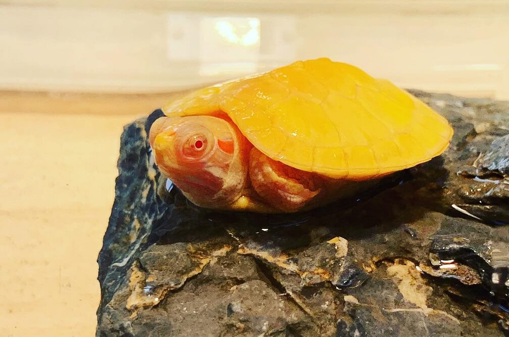 Red-Eared Slider: Care, Habitat, Diet, Tank, & Facts - The Reptile Bay