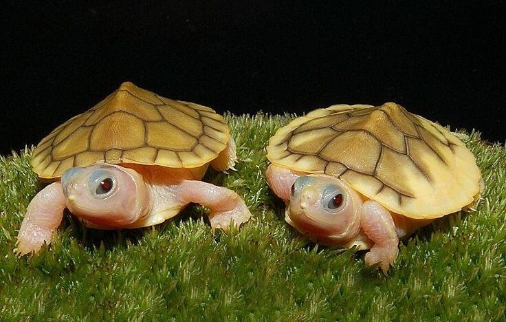 8 Tips For Baby Red-Eared Slider: Feeding & Caring - The Reptile Bay