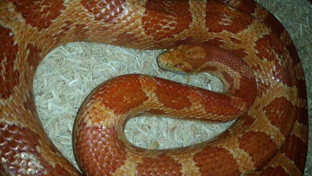 39+ Corn Snake Morphs, Color Chart and Pictures - The Reptile Bay