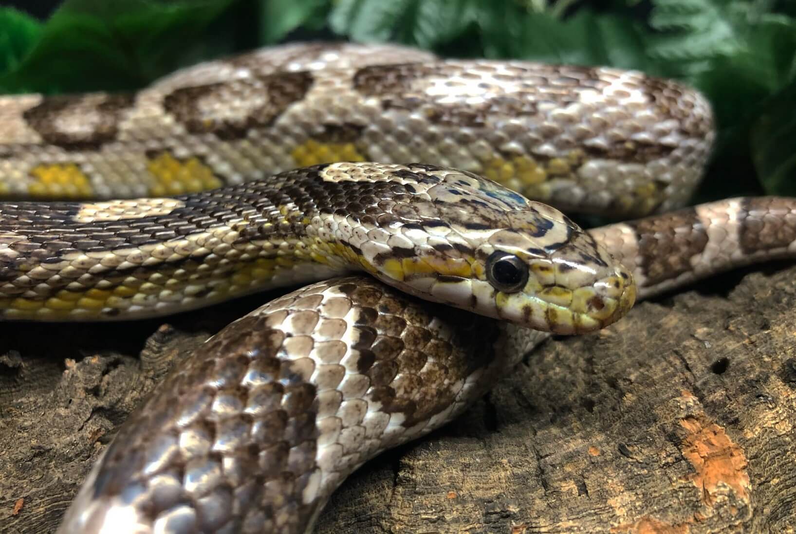 39+ Corn Snake Morphs, Color Chart and Pictures - The Reptile Bay