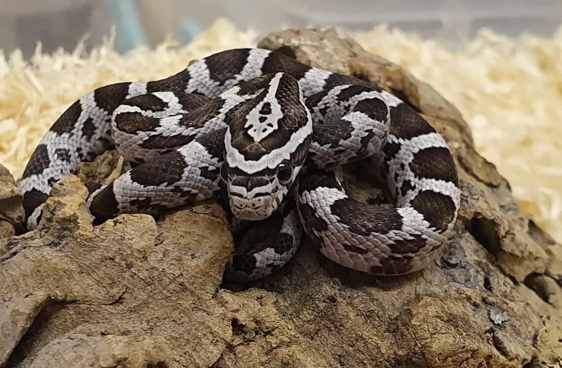 39+ Corn Snake Morphs, Color Chart and Pictures - The Reptile Bay