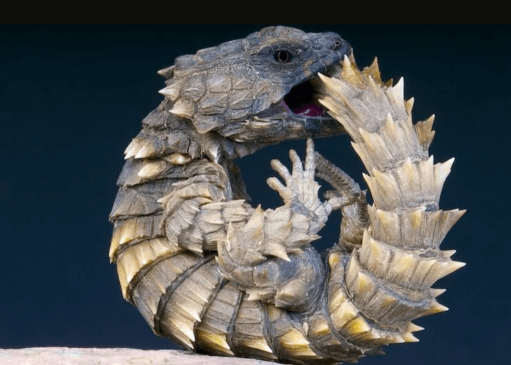 Armadillo Lizard: All To Learn About This Small Pet Dragon - The ...