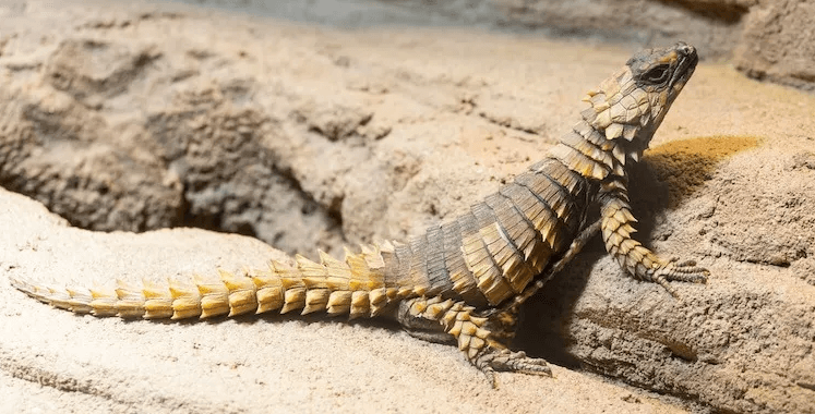 Armadillo Lizard: All To Learn About This Small Pet Dragon - The ...