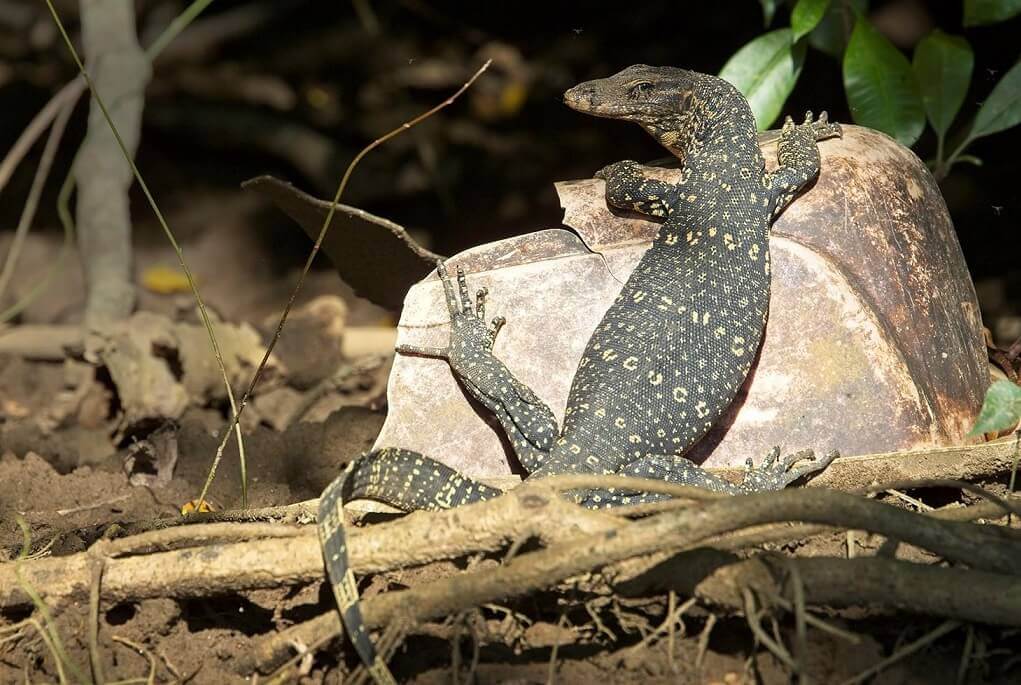 Asian Water Monitor Care and Facts: What You Need To be aware of - The ...