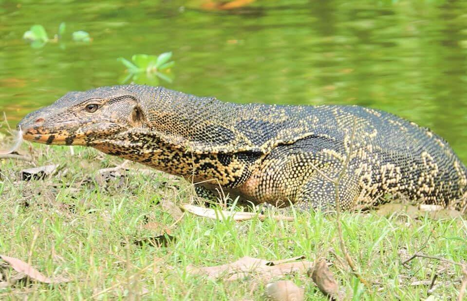 Asian Water Monitor Care and Facts: What You Need To be aware of - The ...