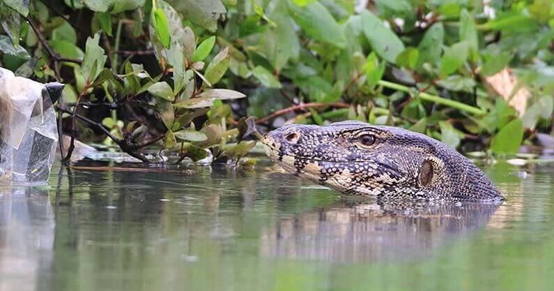 Asian Water Monitor Care and Facts: What You Need To be aware of - The ...
