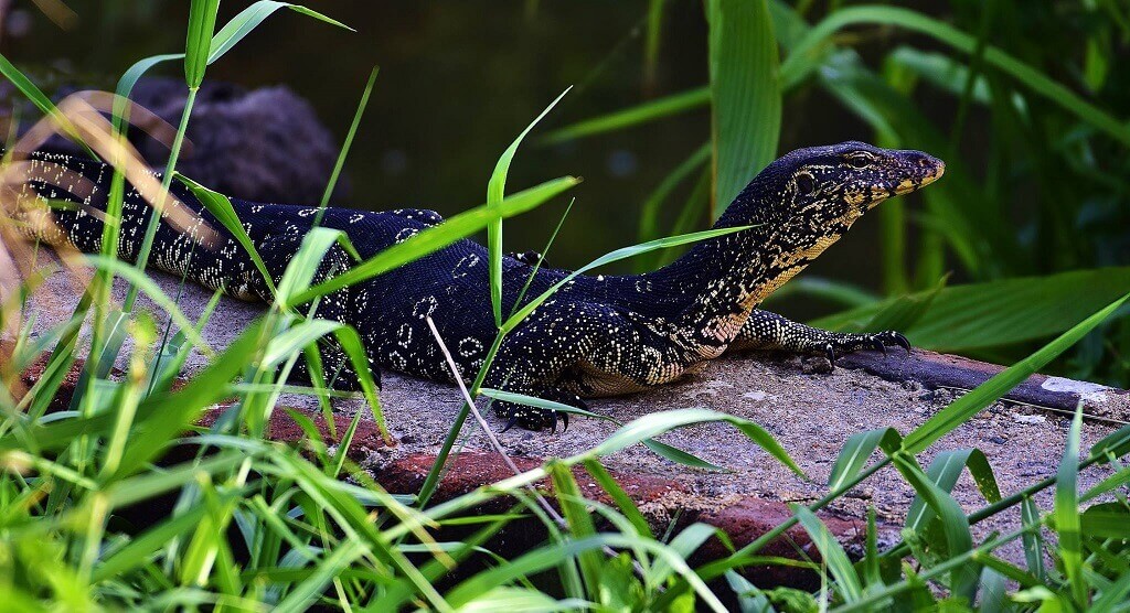 Asian Water Monitor Care and Facts: What You Need To be aware of - The ...