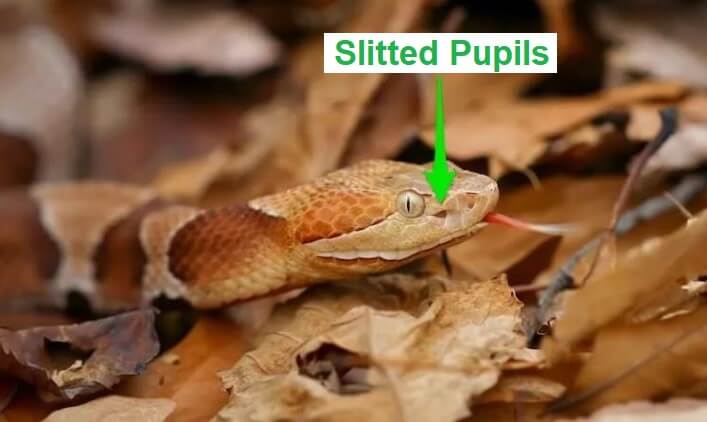 7 Methods to Find, Stop & Remove Baby Copperhead Snakes - The Reptile Bay