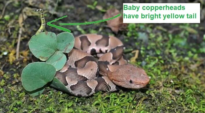 7 Methods to Find, Stop & Remove Baby Copperhead Snakes - The Reptile Bay