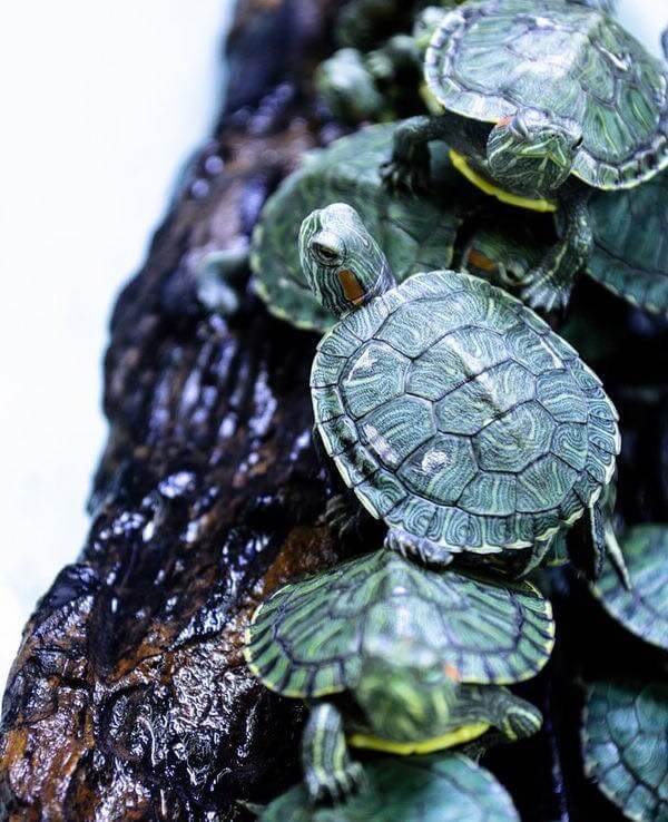 8 Tips For Baby Red-Eared Slider: Feeding & Caring - The Reptile Bay