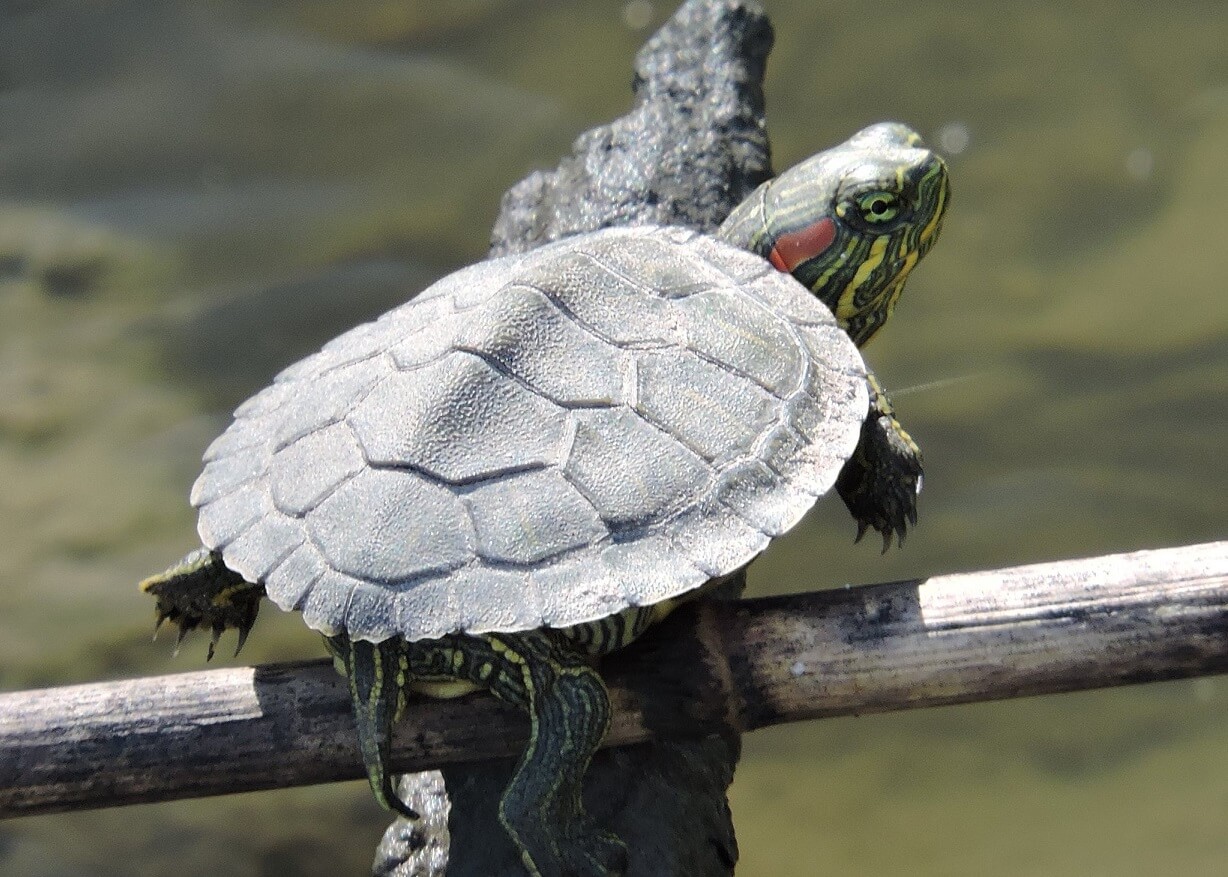 Red-Eared Slider: Care, Habitat, Diet, Tank, & Facts - The Reptile Bay