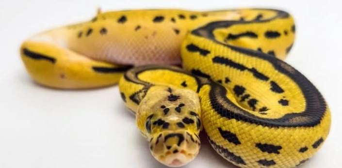 The Complete Ball Python Breeding Guide: Timeline, Incubation... - The ...