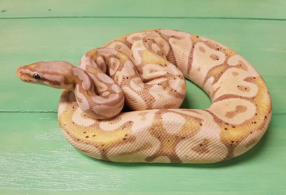 Banana Ball Python Care Sheet for Beginners