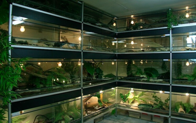 Banana Ball Python Care Sheet for Beginners