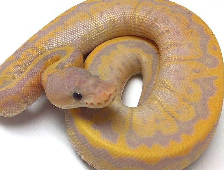 Banana Ball Python Care Sheet for Beginners