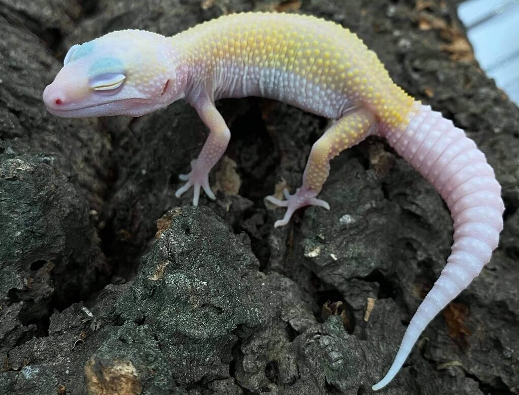 45+ Best Leopard Gecko Morphs: Color List & Pictures - The Reptile Bay