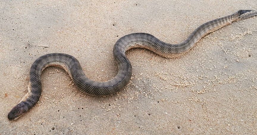 Top 20 most venomous snakes: Deadliest Snakes Ranked By Venom - The ...