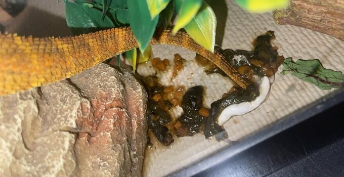 Everything About Bearded Dragon Poop: Colors, Runny & More - The ...