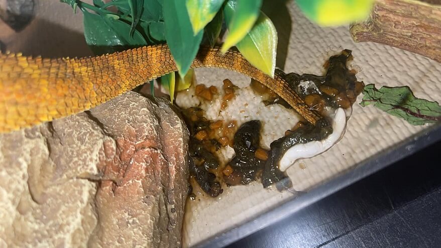 Everything About Bearded Dragon Poop: Colors, Runny & More - The ...