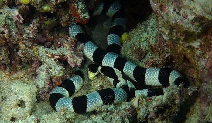 Top 20 most venomous snakes: Deadliest Snakes Ranked By Venom - The ...