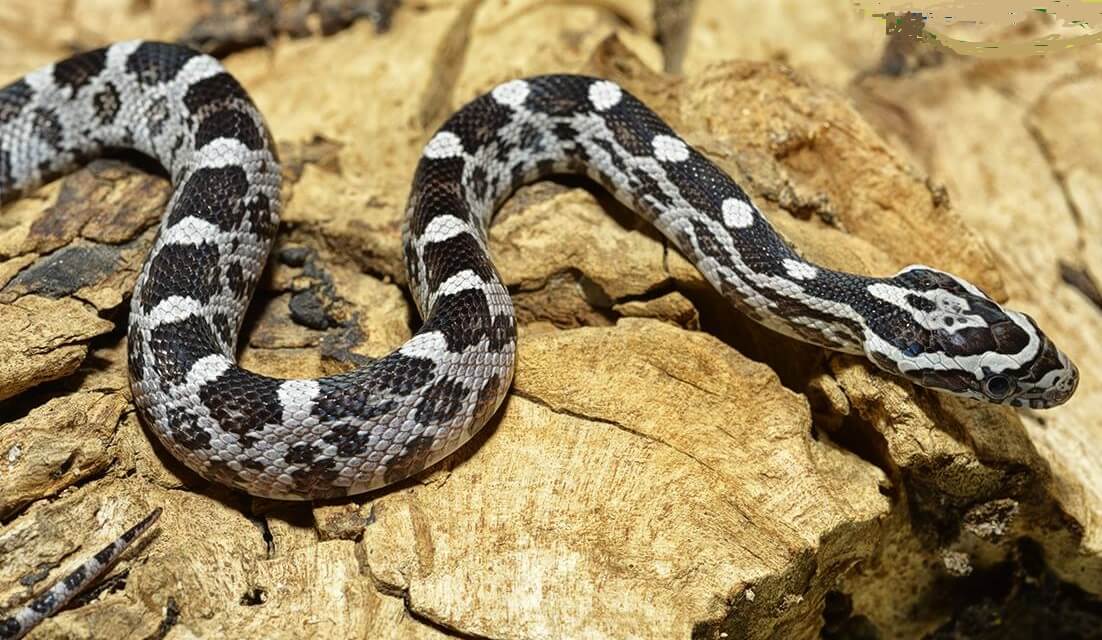 39+ Corn Snake Morphs, Color Chart and Pictures - The Reptile Bay