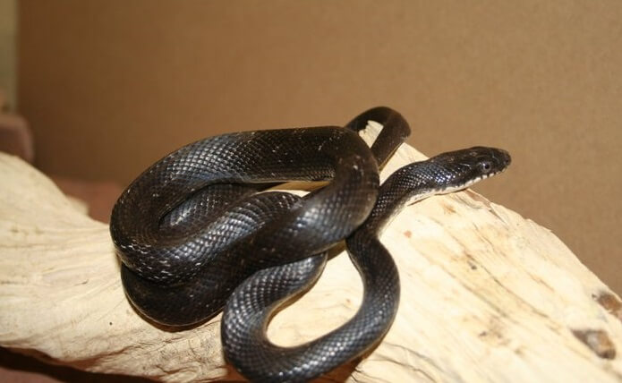 20 Most Popular Rat Snakes: Texas, Black, Eastern, Yellow... - The ...