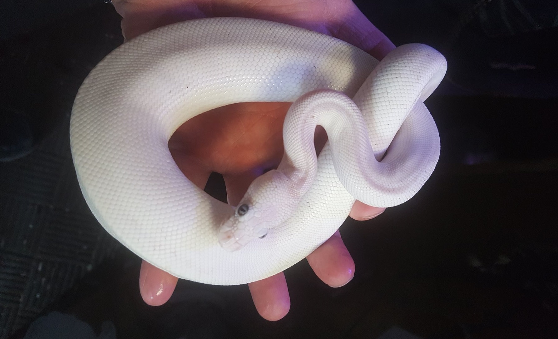 The Complete Ball Python Breeding Guide: Timeline, Incubation... - The ...