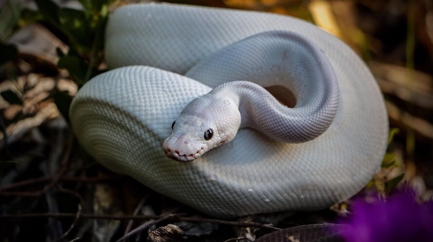 45+ Ball Python Morphs: A-Z Morph Color Chart - The Reptile Bay