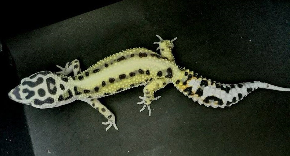 45+ Best Leopard Gecko Morphs: Color List & Pictures - The Reptile Bay