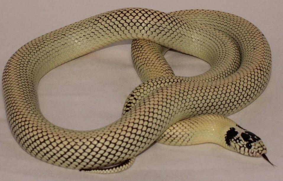 California Kingsnake: Are These Gorgeous Snakes Is It Right For You ...