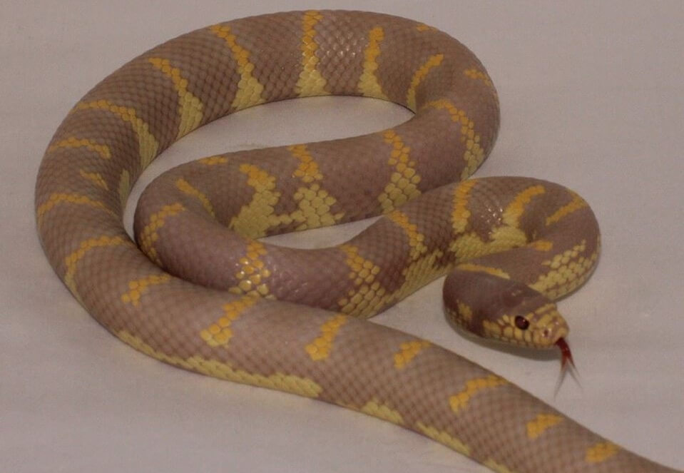 California Kingsnake: Are These Gorgeous Snakes Is It Right For You ...