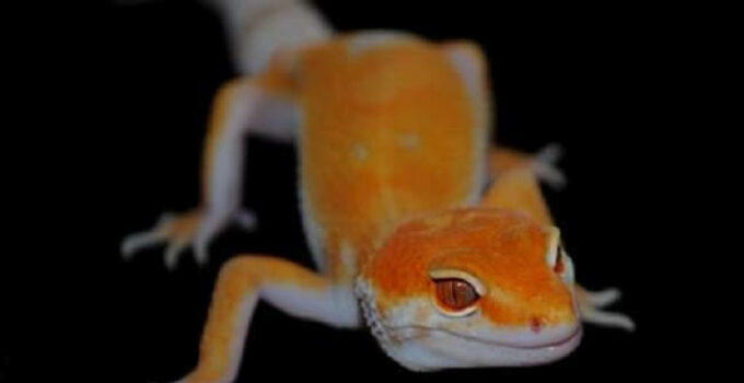 45+ Best Leopard Gecko Morphs: Color List & Pictures - The Reptile Bay