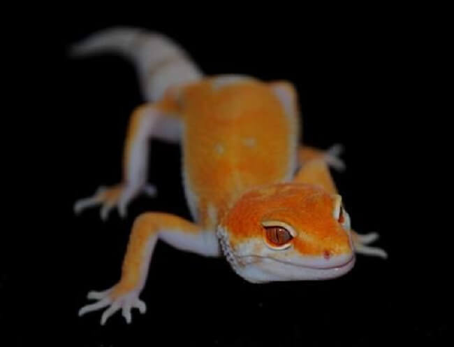 45+ Best Leopard Gecko Morphs: Color List & Pictures - The Reptile Bay