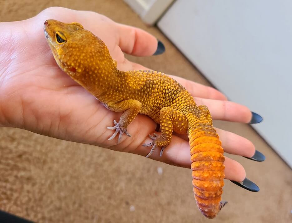 45+ Best Leopard Gecko Morphs: Color List & Pictures - The Reptile Bay
