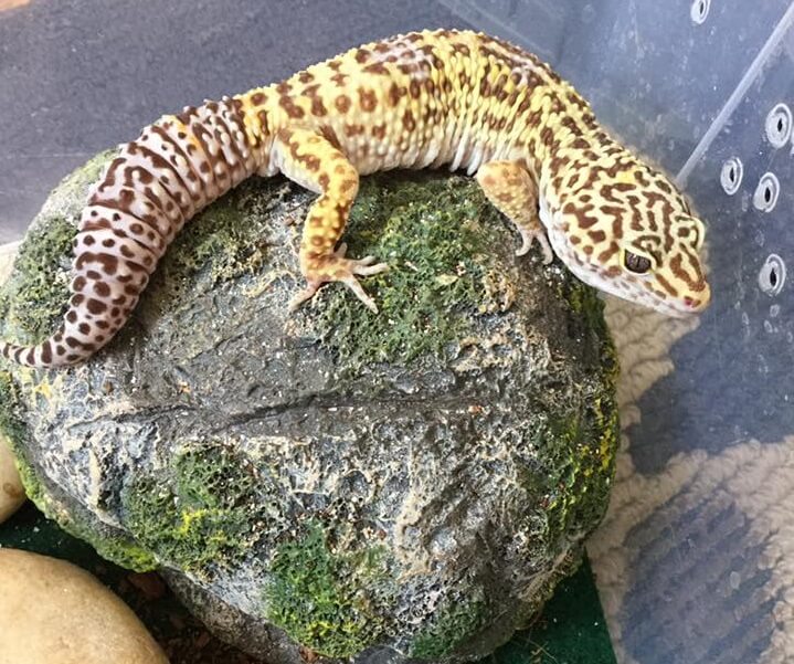 45+ Best Leopard Gecko Morphs: Color List & Pictures - The Reptile Bay