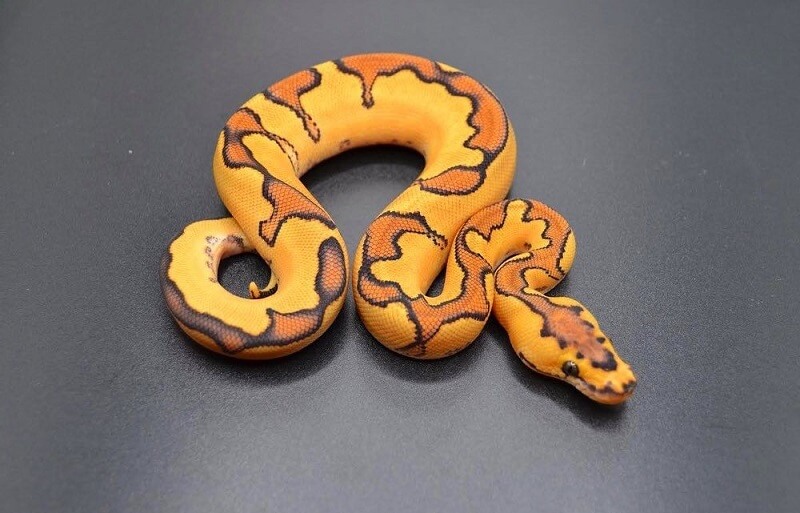 45+ Ball Python Morphs: A-Z Morph Color Chart - The Reptile Bay