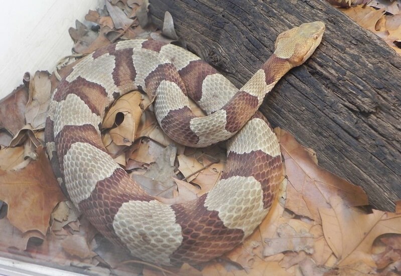 Copperhead Snake Care Tips, Handling, Appearance - The Reptile Bay