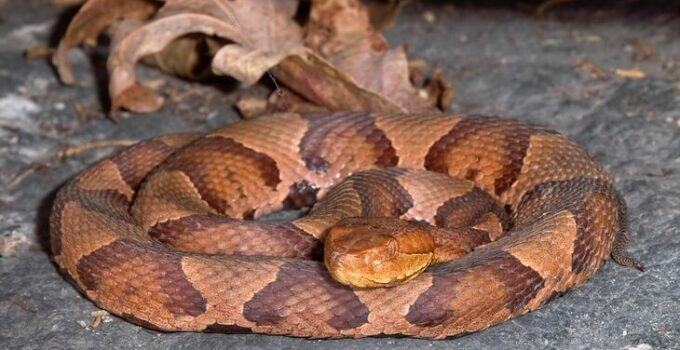 Copperhead Snake Care Tips, Handling, Appearance - The Reptile Bay