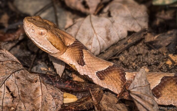 Copperhead Snake Care Tips, Handling, Appearance - The Reptile Bay