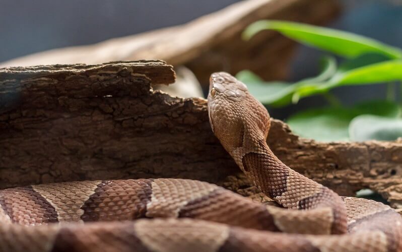 Copperhead Snake Care Tips, Handling, Appearance - The Reptile Bay