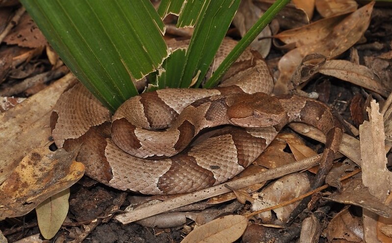 Copperhead Snake Care Tips, Handling, Appearance - The Reptile Bay