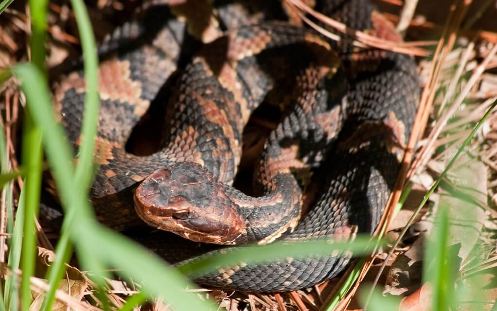 Copperhead Snake Care Tips, Handling, Appearance - The Reptile Bay