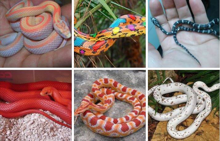 39+ Corn Snake Morphs, Color Chart and Pictures - The Reptile Bay