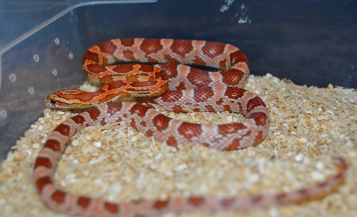 39+ Corn Snake Morphs, Color Chart and Pictures - The Reptile Bay