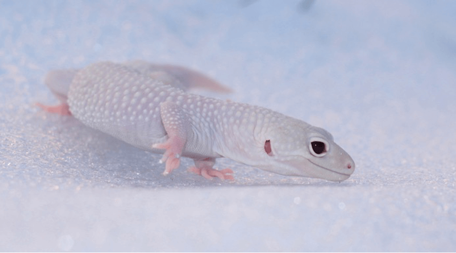 45+ Best Leopard Gecko Morphs: Color List & Pictures - The Reptile Bay