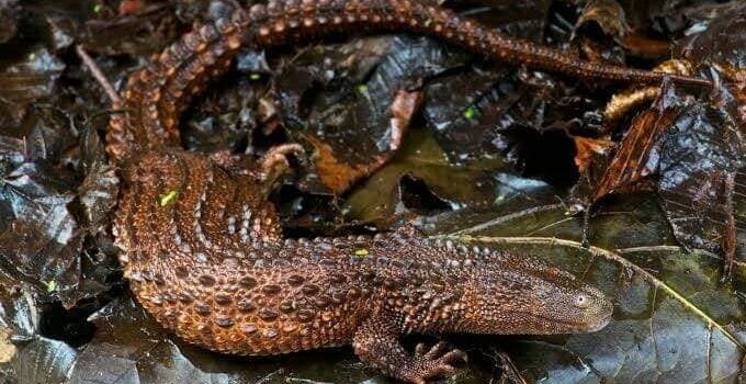 Earless Monitor Lizard Guide: Everything You Need to Know - The Reptile Bay