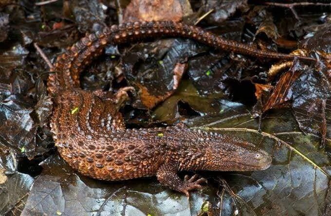 Earless Monitor Lizard Guide: Everything You Need to Know - The Reptile Bay