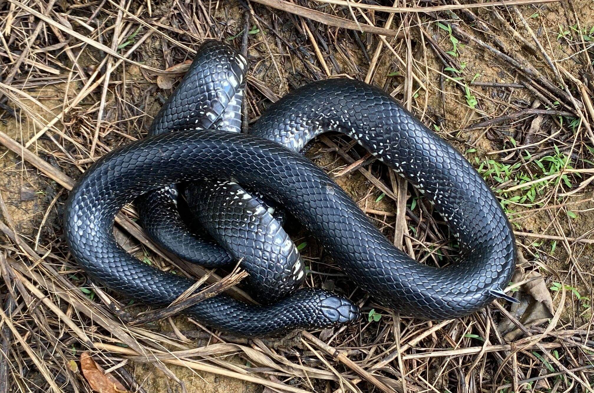 Eastern Kingsnake Health Sheet for Beginners and Buyer's Guide - The ...