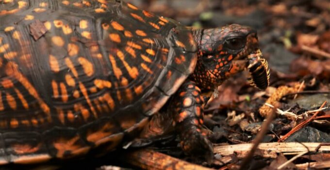 What do Box Turtles Eat? Diet & Feeding Guide For You - The Reptile Bay