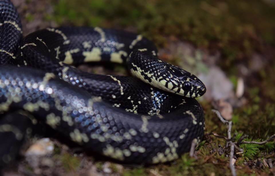 Eastern Kingsnake Health Sheet for Beginners and Buyer's Guide - The ...
